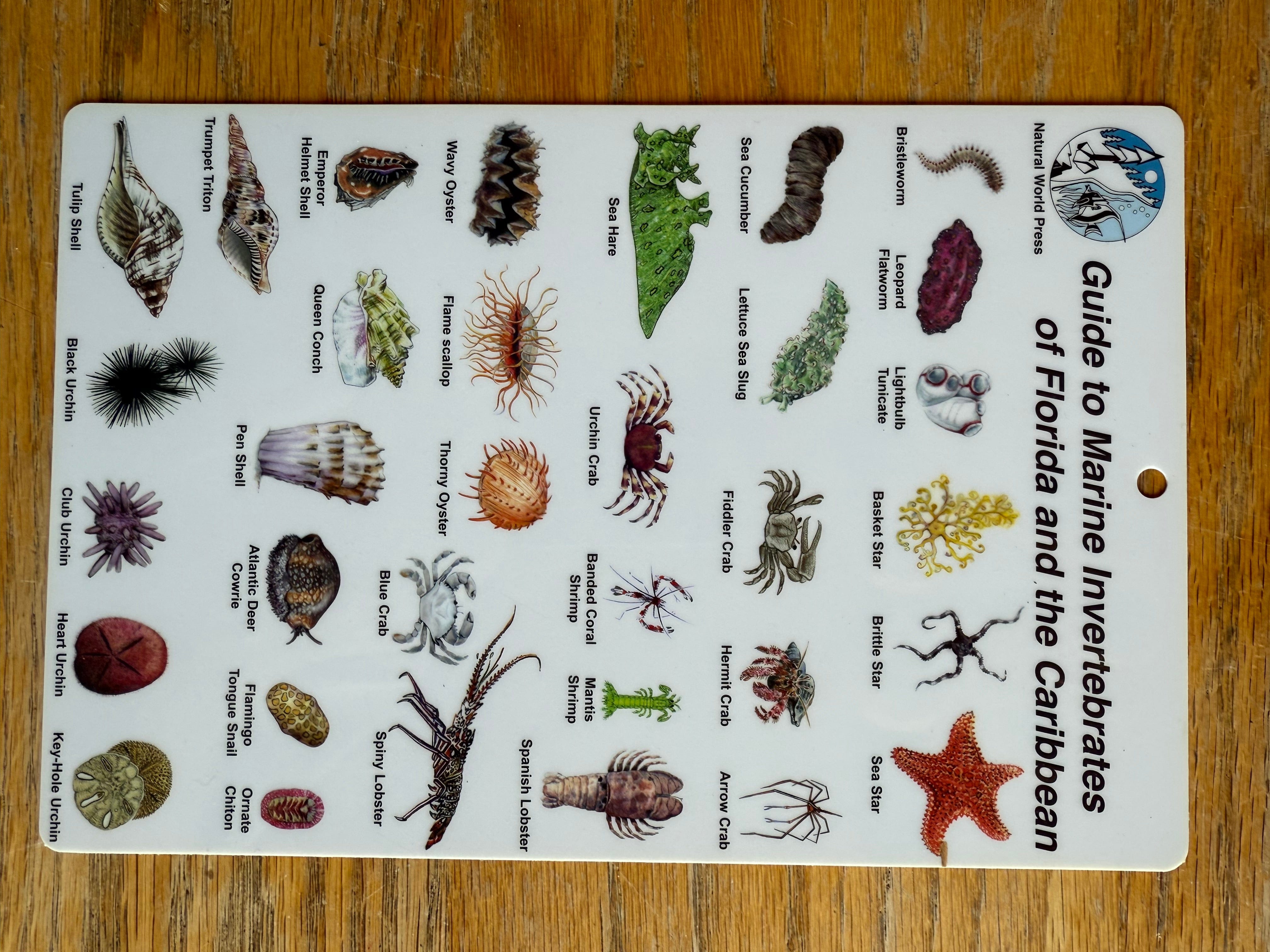 Guide to Marine Invertebrates of Florida and the Caribbean Card ...